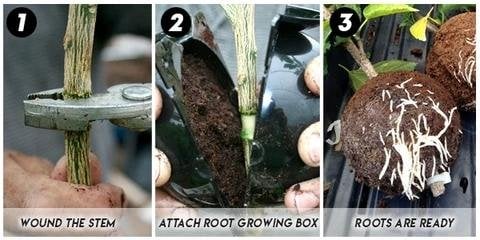 🌱Plant Root Growing Box-ABOXUN